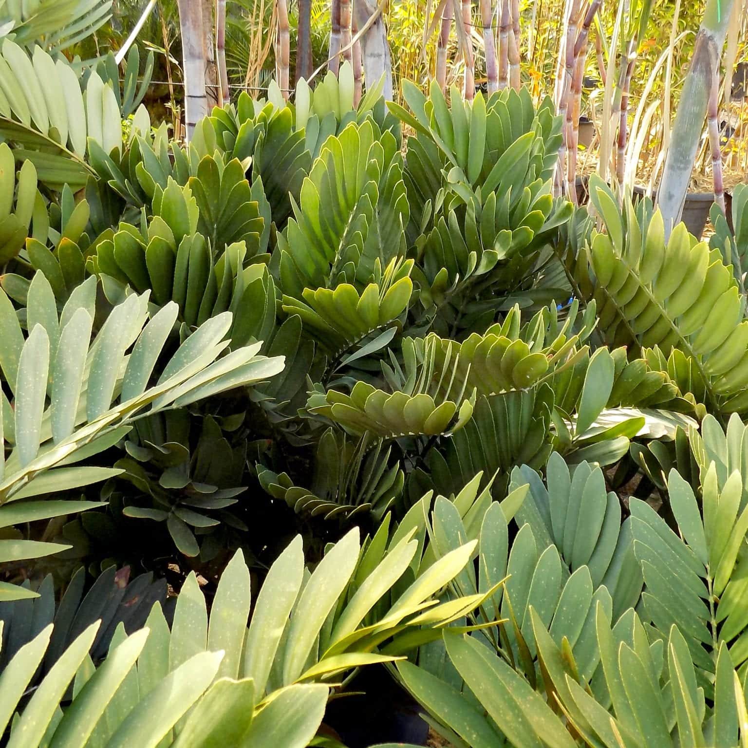 זמיה קשקשנית | Zamia furfuracea | הדר נוי משתלות