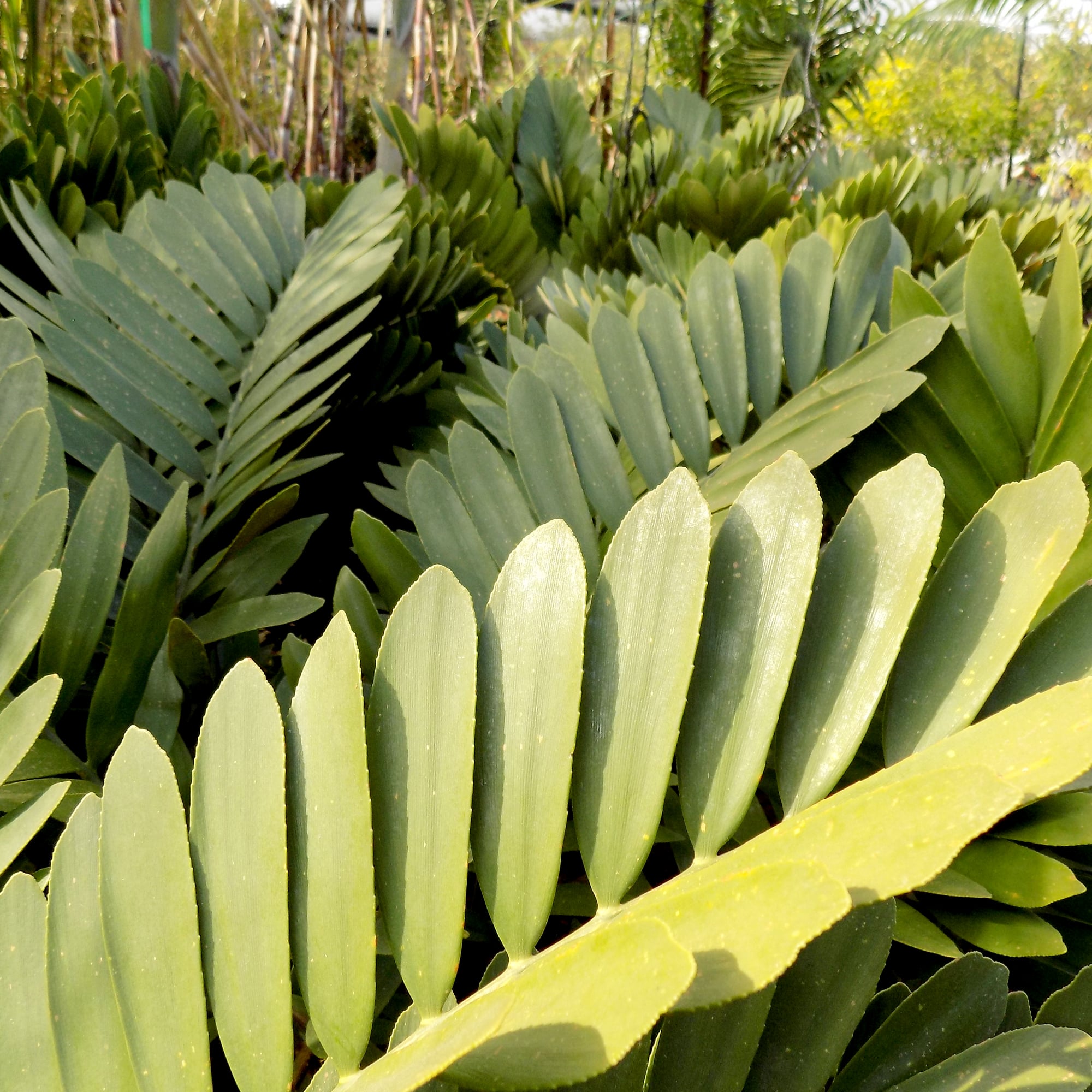 זמיה קשקשנית | Zamia furfuracea | הדר נוי משתלות