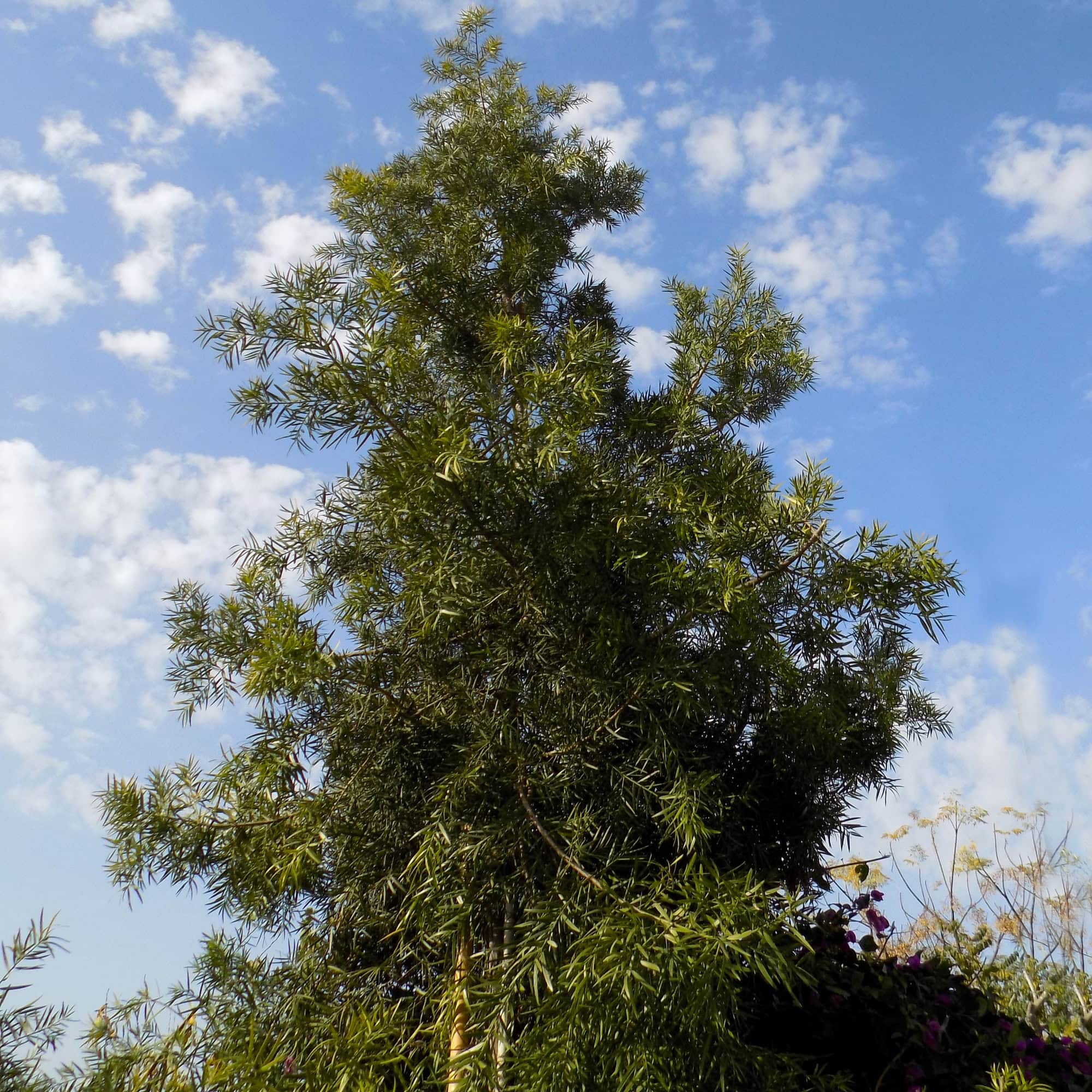 Podocarpus falcatus | פודוקרפוס מגלי | הדר נוי משתלות